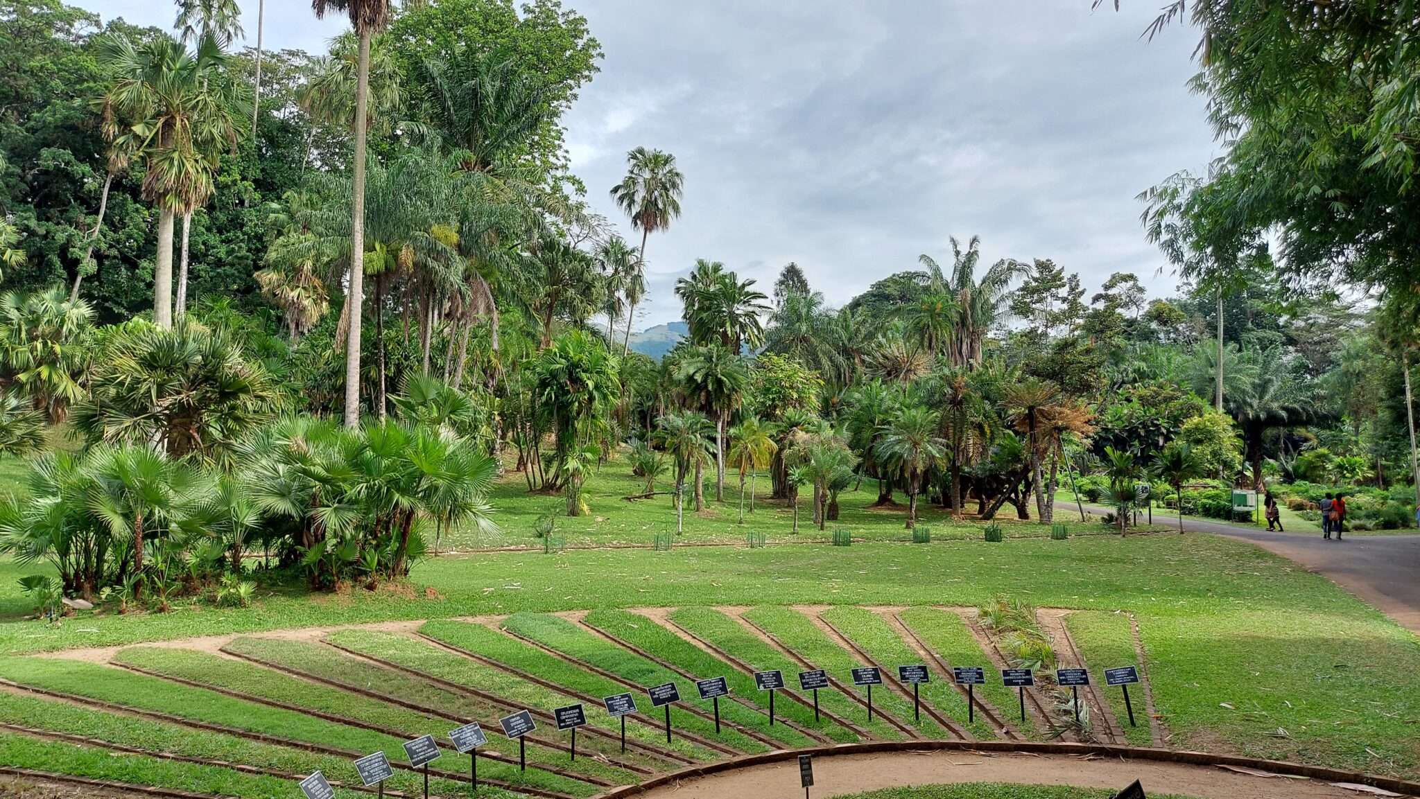 Botanical Garden- Peradeniya | Explore its Diverse Flora