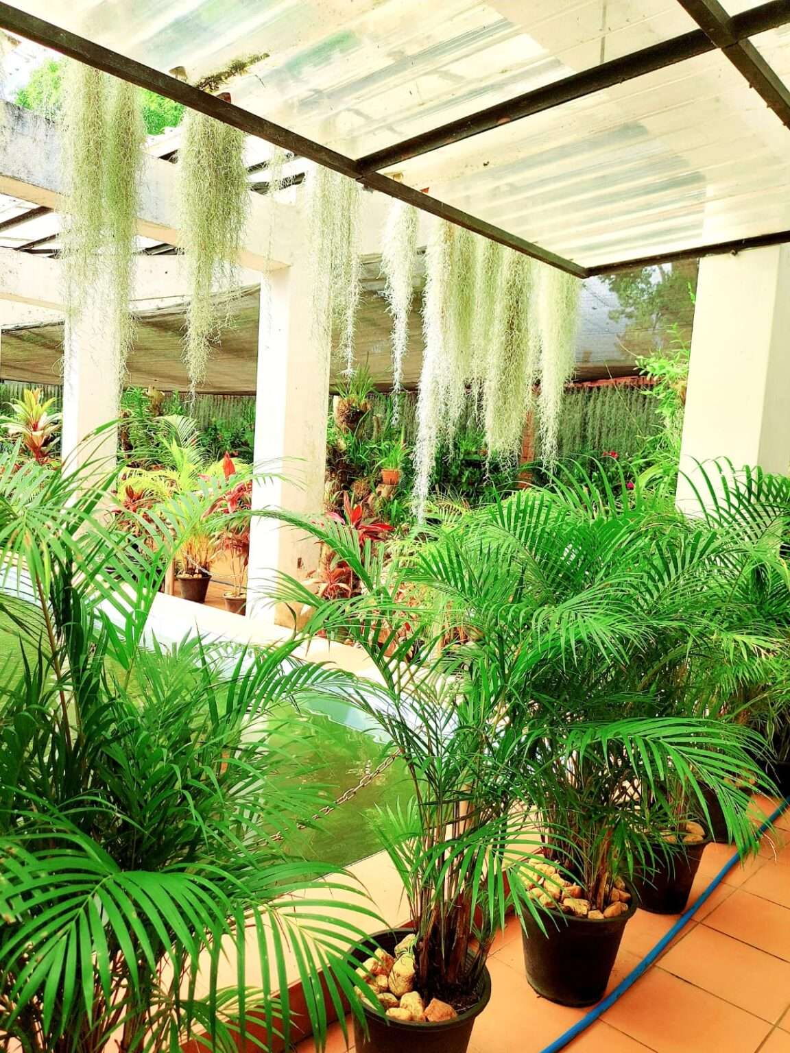 Botanical Garden- Peradeniya | Explore its Diverse Flora