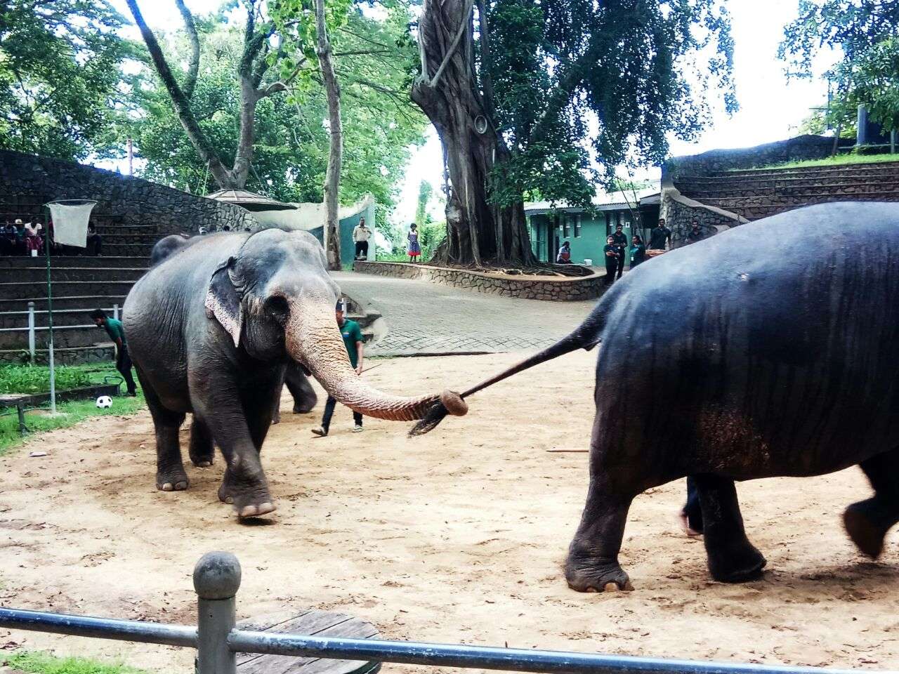 Dehiwala Zoo | A Fascinating Journey into Wildlife