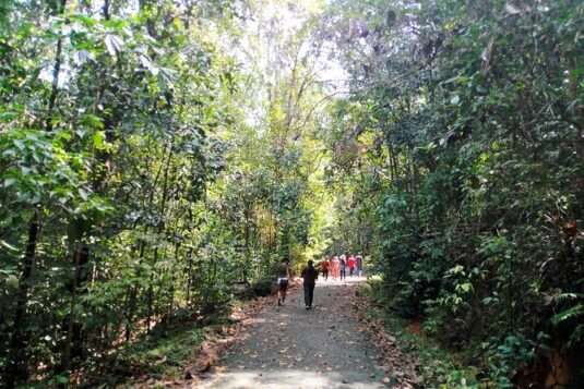 Kanneliya Rainforest Reserve | Sri Lanka's Best-Kept Secrets