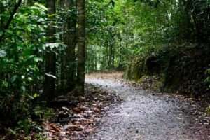 Kanneliya Rainforest Reserve | Sri Lanka's Best-Kept Secrets