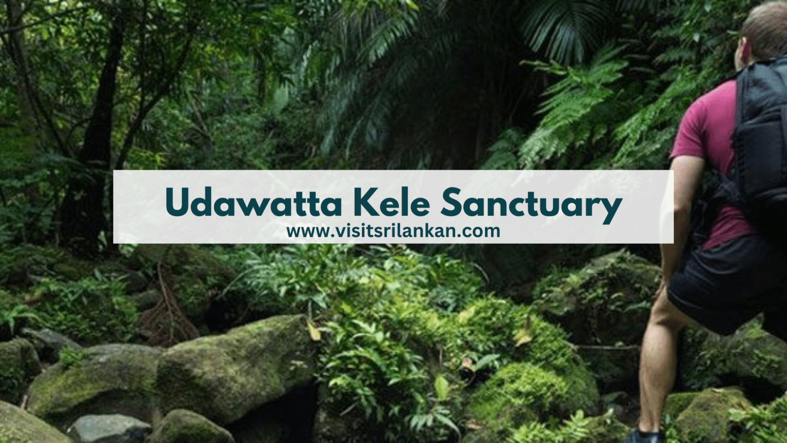 Udawatta Kele Sanctuary – The Green Haven in Sri Lanka