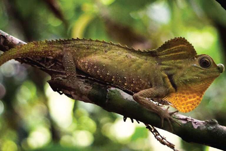 Kanneliya Rainforest Reserve | Sri Lanka's Best-Kept Secrets