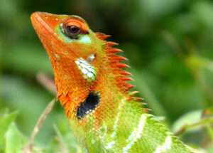 Kanneliya Rainforest Reserve | Sri Lanka's Best-Kept Secrets