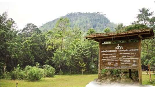 Kanneliya Rainforest Reserve | Sri Lanka's Best-Kept Secrets