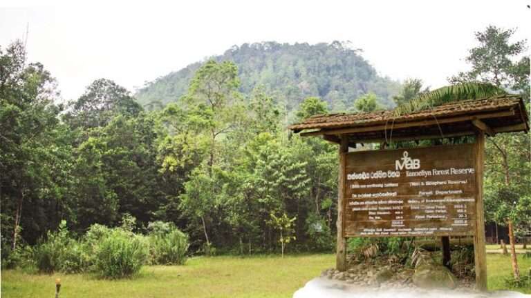 Kanneliya Rainforest Reserve | Sri Lanka's Best-Kept Secrets