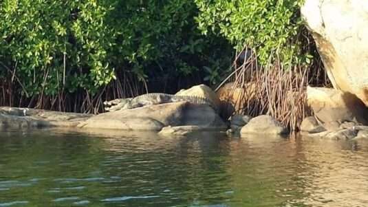 Mangrove Watching in Pottuvil Lagoon - Best Lagoon safari