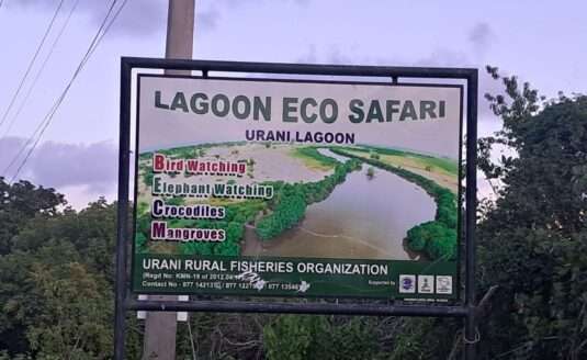 Mangrove Watching in Pottuvil Lagoon - Best Lagoon safari